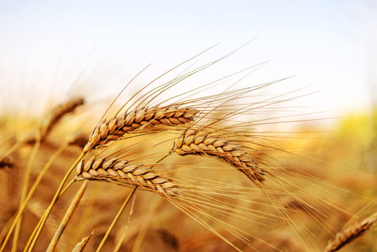 Cereals 2026