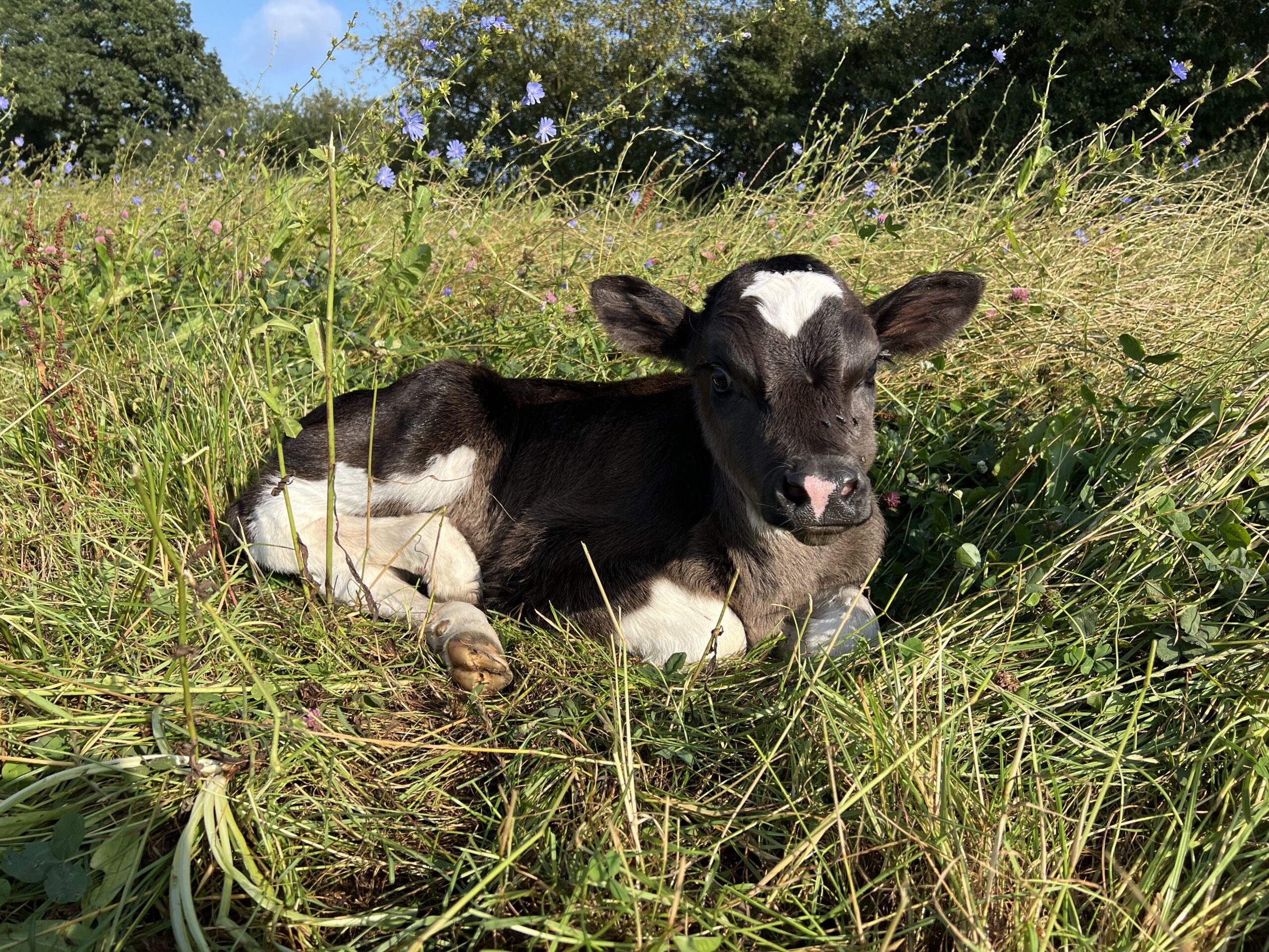 Women in Agriculture: Farm walk at Rough Grounds Farm – Shakespeare ...